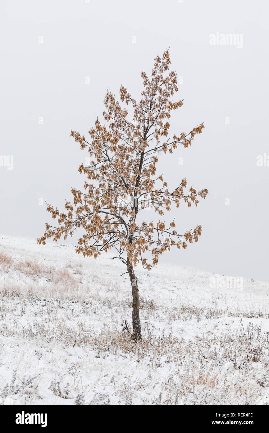 Soft rime ice on Green Ash, Fraxinus pennsylvanica, formed from ...