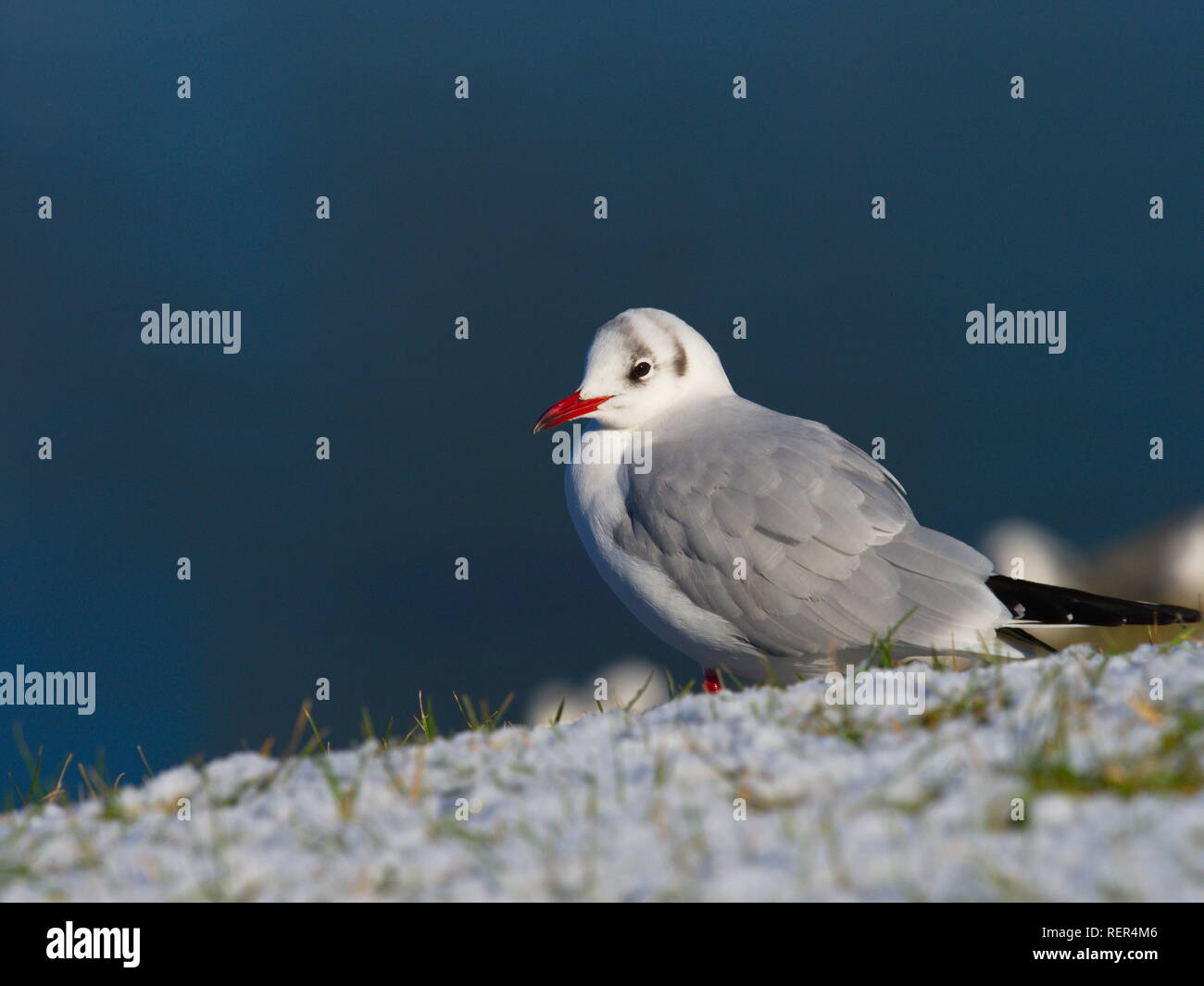 Gull in the city hi-res stock photography and images - Alamy