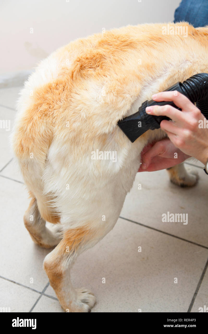 Labrador Retriever dried with a hair dryer in a beauty salon Stock ...