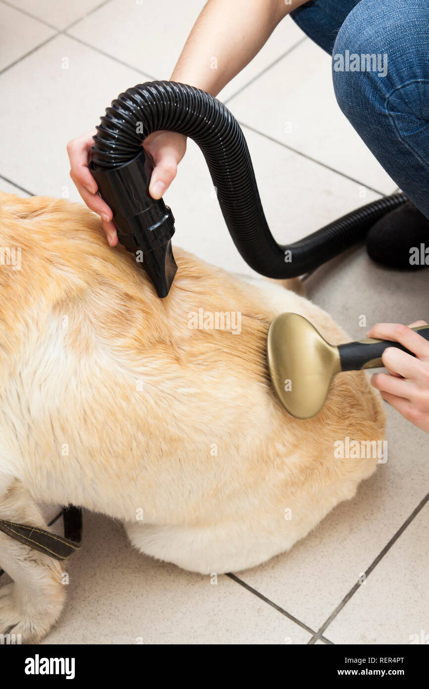 Blow drying golden retriever dog hi-res stock photography and images ...