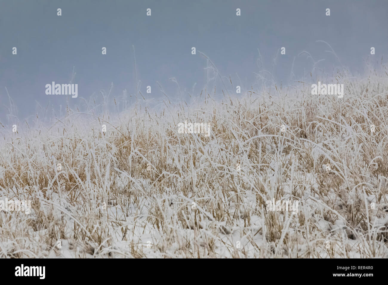 Soft rime ice on grasses, formed from supercooled water droplets in an ...