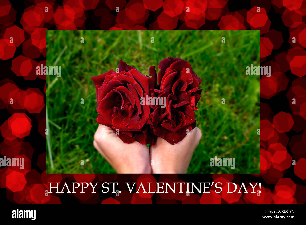 Two young hands, caucasian woman, holding two reed velvet rose over an ...