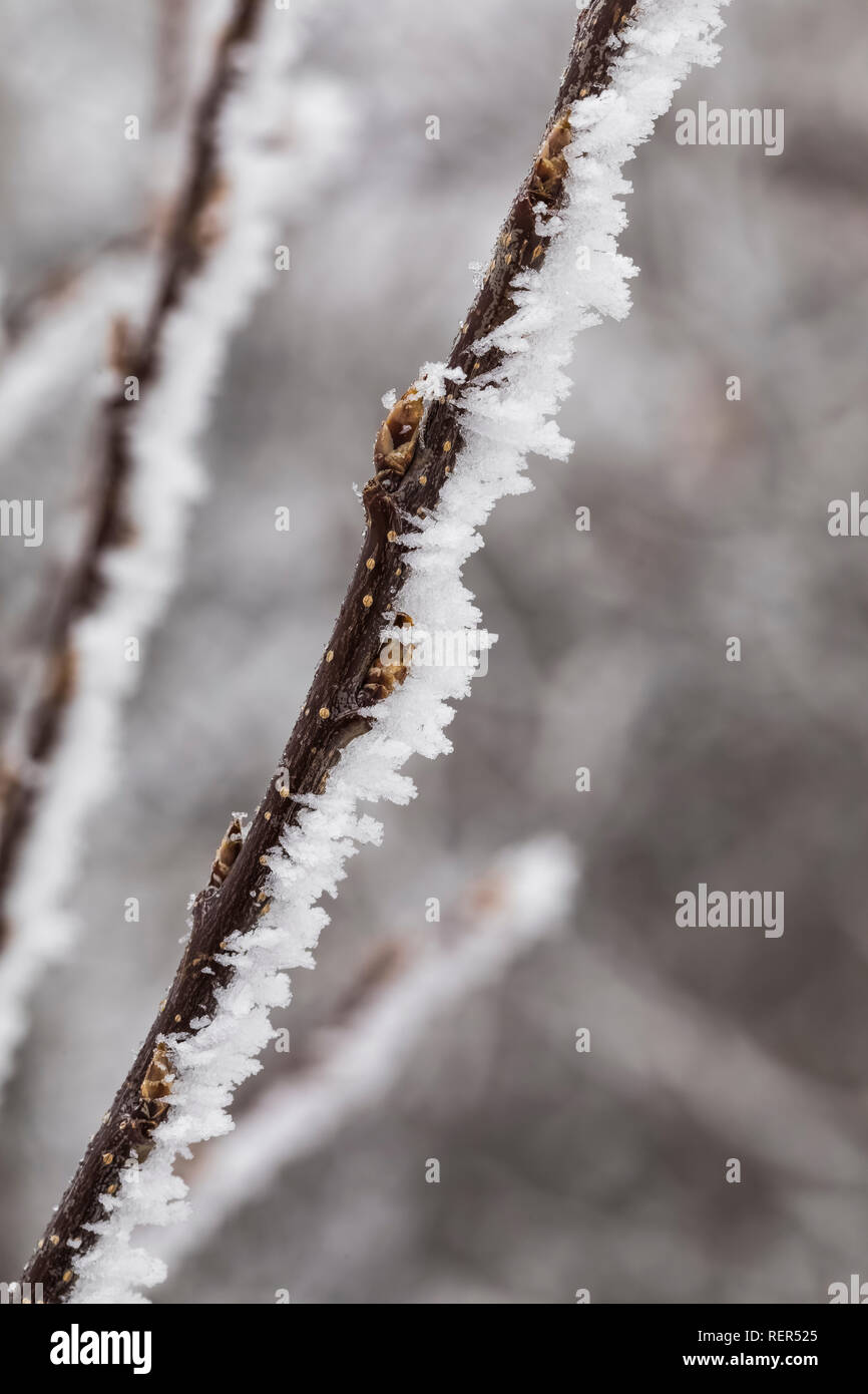 Soft rime ice on a twig, formed from supercooled water droplets in an ...