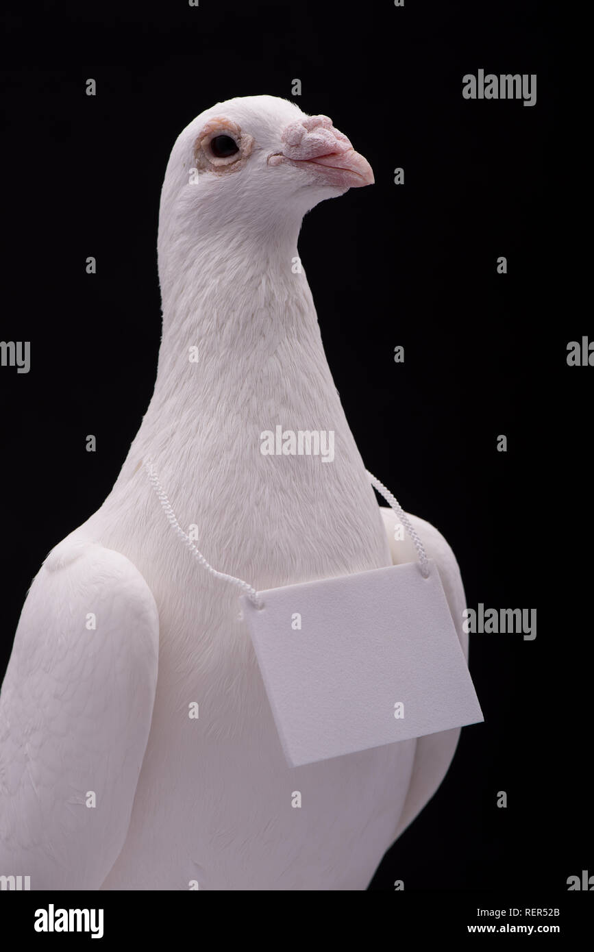 Beautiful white dove message card Stock Photo - Alamy