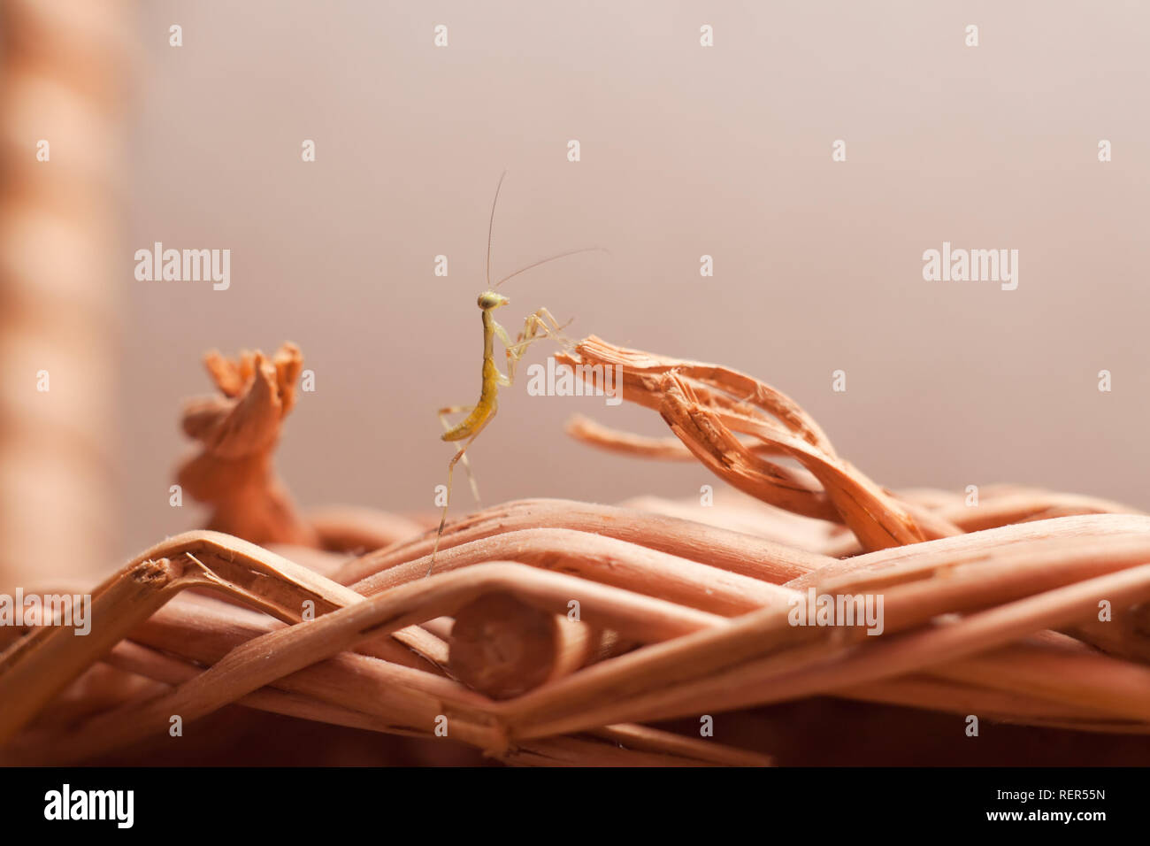 Praying Mantis Cannibalism High Resolution Stock Photography and Images ...