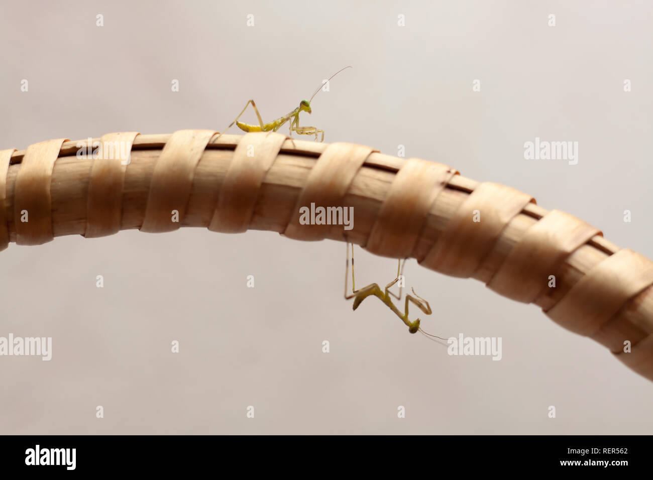Two young mantis sitting on a handle of braided basket indoors Stock ...