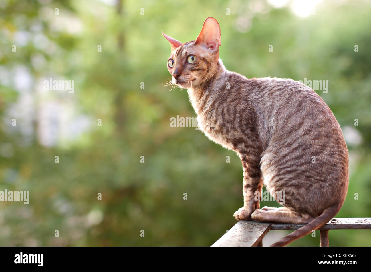 Cornish rex kitten hi-res stock photography and images - Alamy