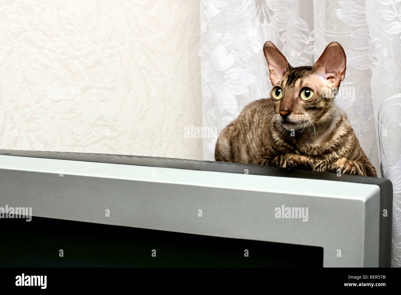 Cornish rex gray cat basking on crt monitor Stock Photo - Alamy