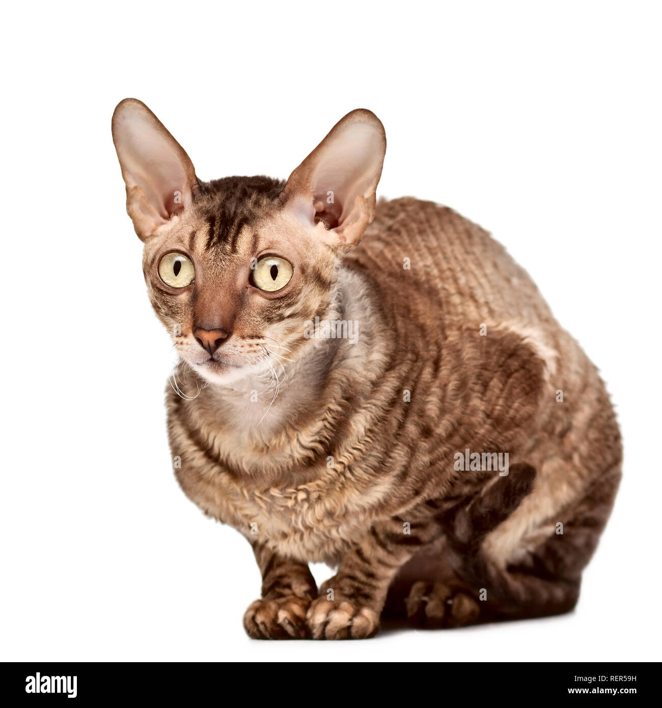 Beautiful cornish rex cat sitting. Isolated on white Stock Photo - Alamy