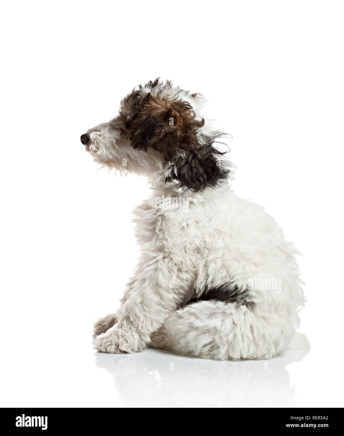 Fox Terrier puppy, 3 months old, side view, isolated of white ...