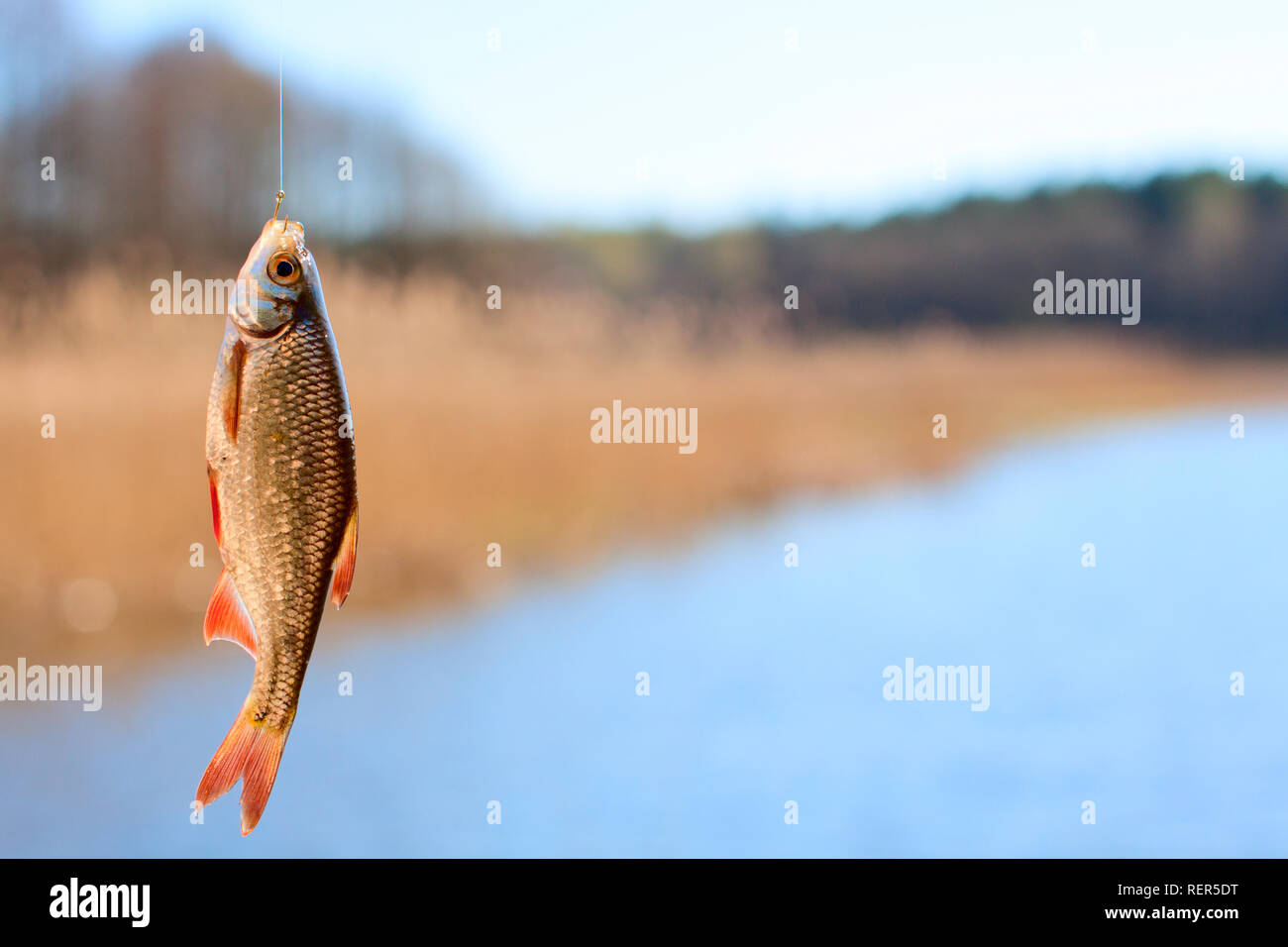 Fishing roach rudd hi-res stock photography and images - Alamy