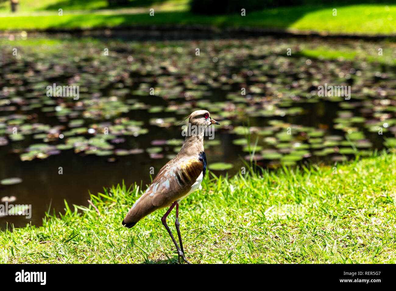 Quero hi-res stock photography and images - Alamy