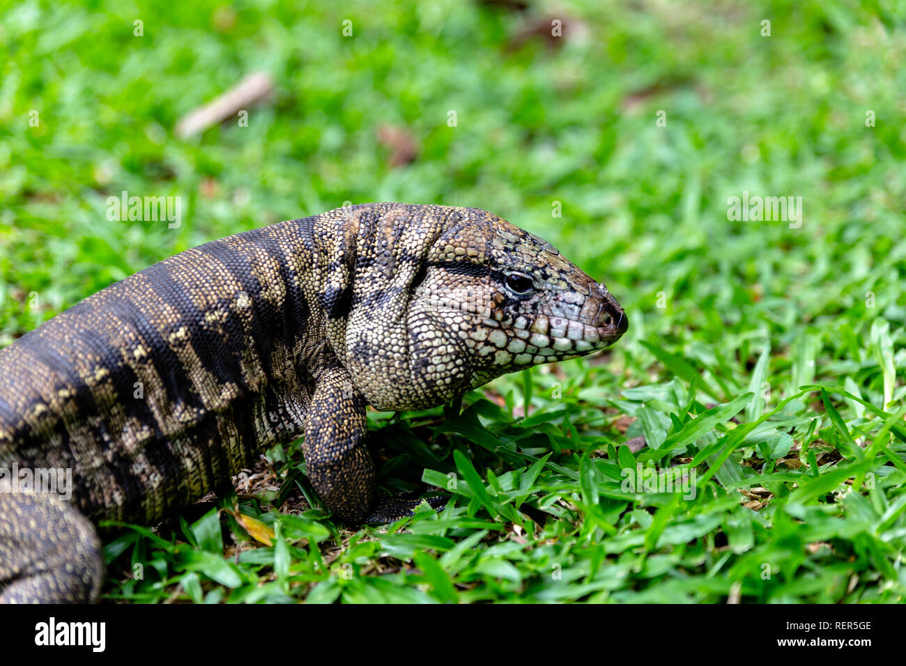 Small lizard in the nature Stock Photo - Alamy