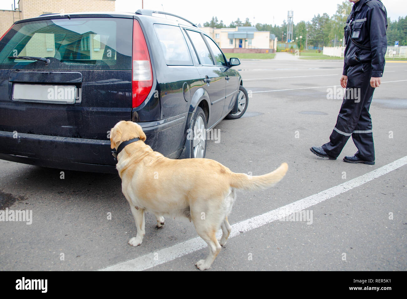 Labrador retriever Customs dog looking for items prohibited for ...