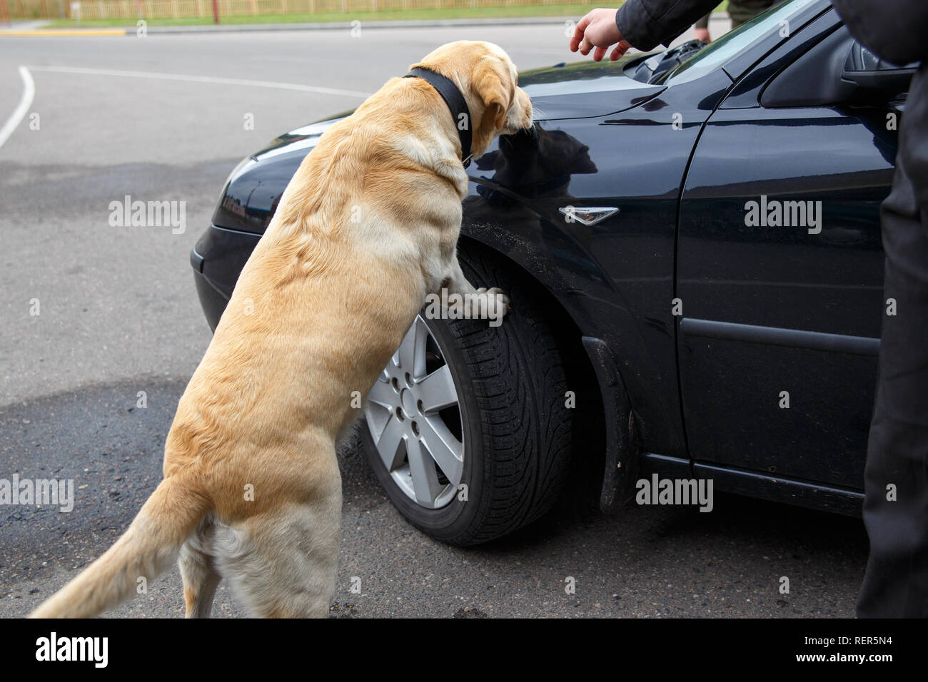 Labrador retriever Customs dog looking for items prohibited for ...
