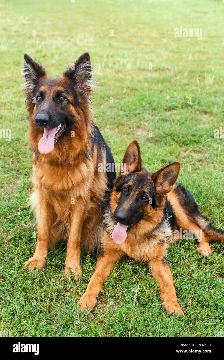 Happy german shepherd hi-res stock photography and images - Alamy