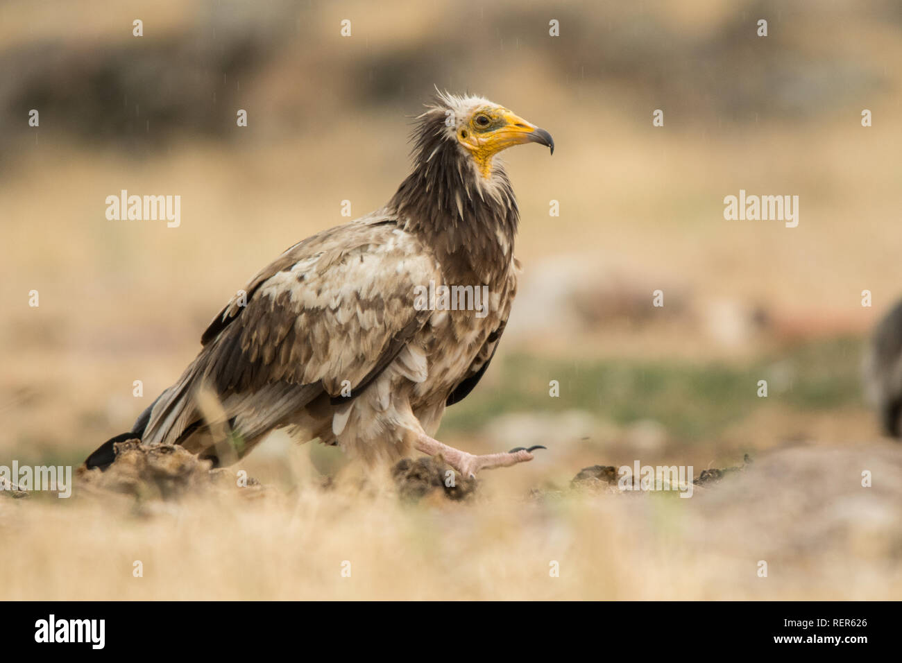 Egyptian Vulture / Neophron percnopterus Stock Photo - Alamy