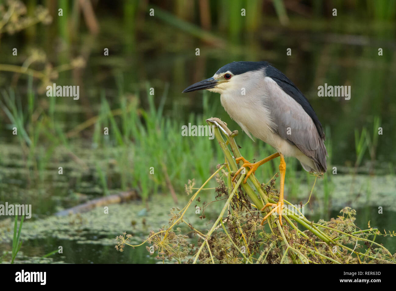 Black-crowned Night-Heron / Nycticorax nycticorax Stock Photo - Alamy