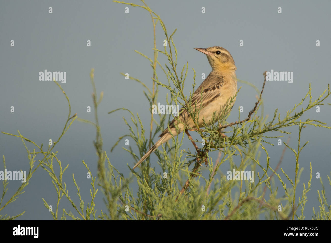 Pipit plant hi-res stock photography and images - Alamy