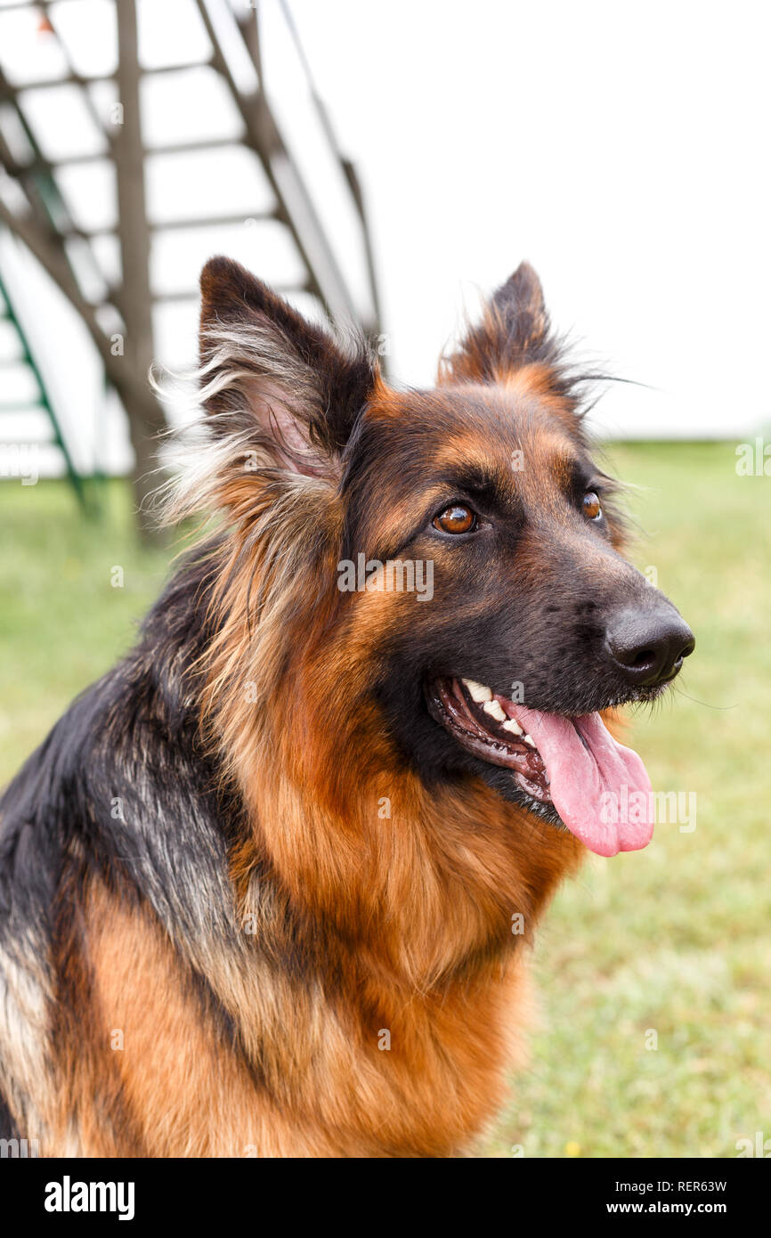 Beautiful german shepherd hi-res stock photography and images - Alamy