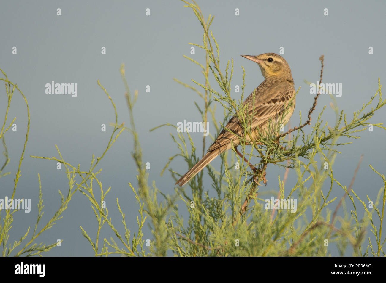 Pipit plant hi-res stock photography and images - Alamy