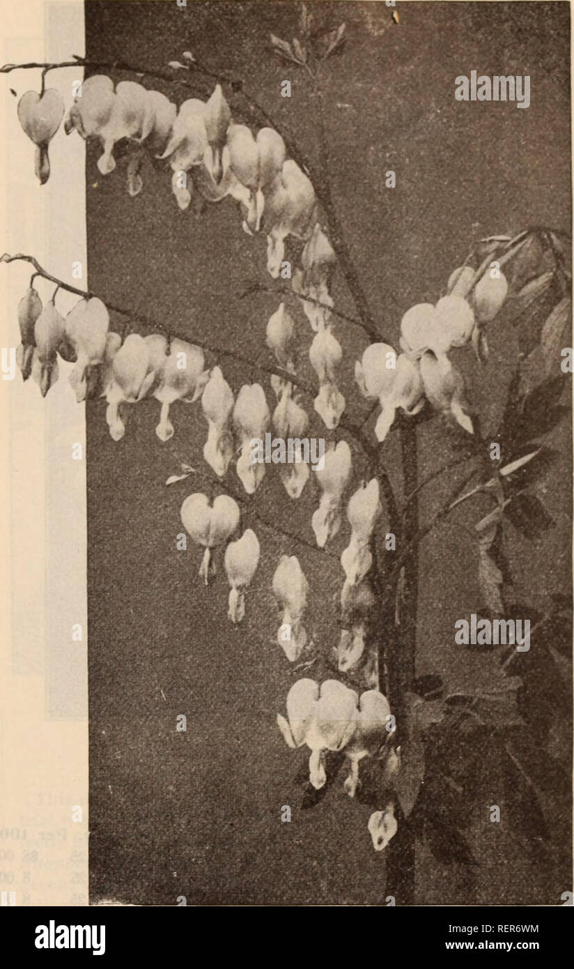 Delphinium conspicuous hi-res stock photography and images - Alamy