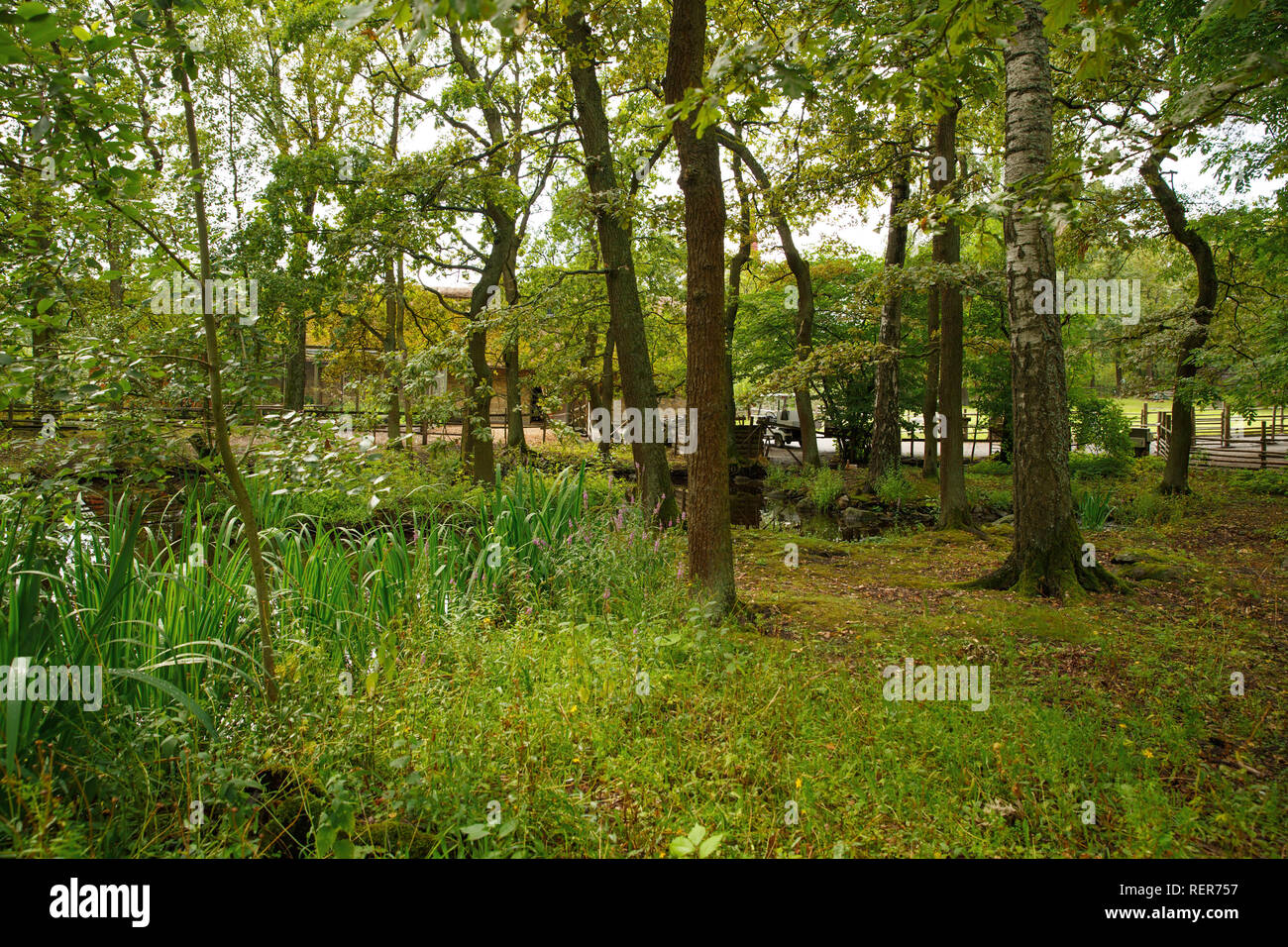 Rural scene at Skansen, the first open-air museum and zoo, located on ...