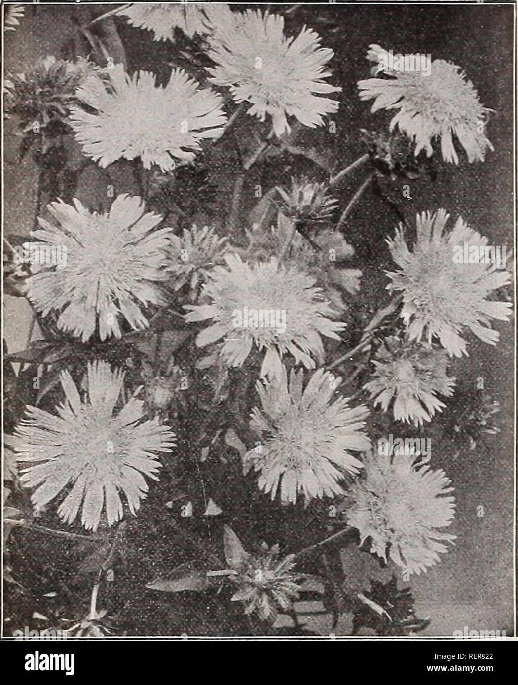 Senecio Pulcher High Resolution Stock Photography and Images - Alamy