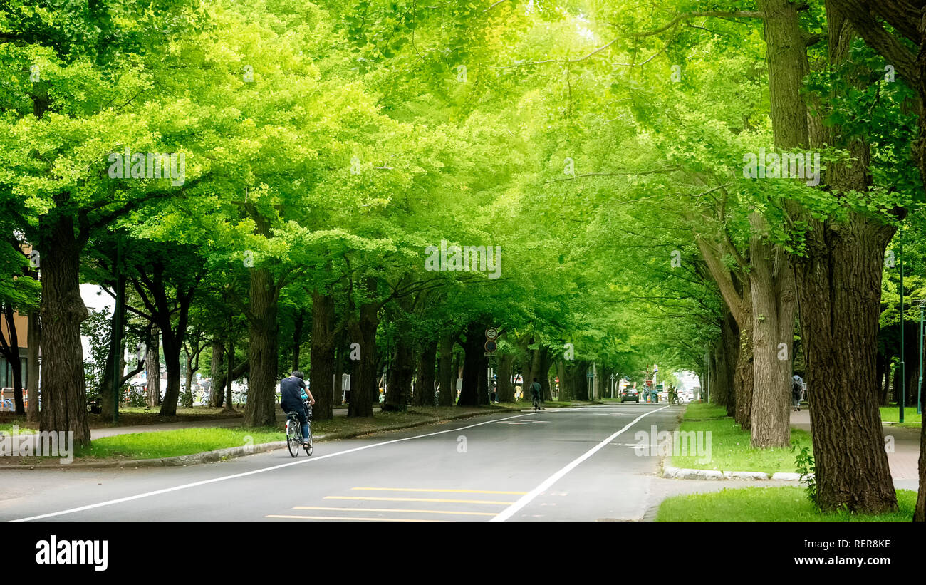 Hokkaido Japan - 10 Aug 2015 : The spring season in the spring with ...
