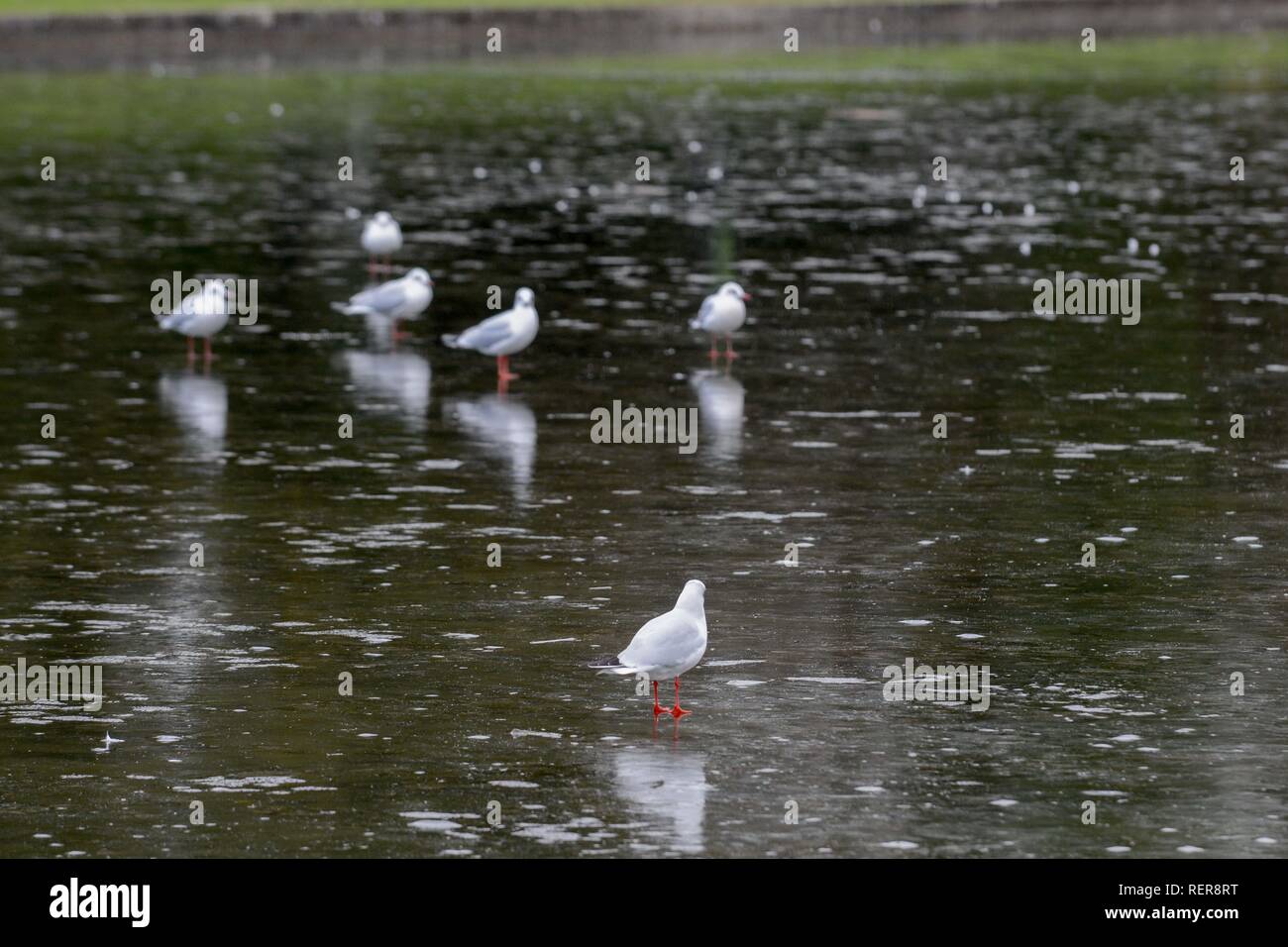 St Albans, England. 22nd January 2019. A bird stands on frozen lake ...