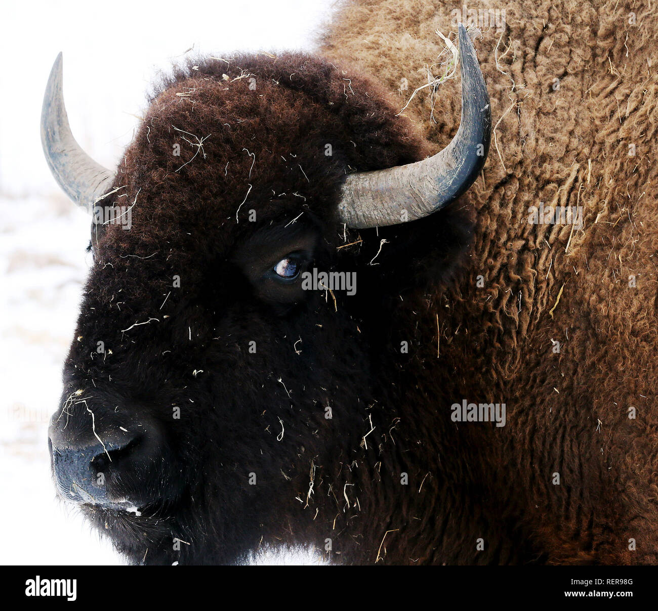 Buffalo bill cody homestead hi-res stock photography and images - Alamy