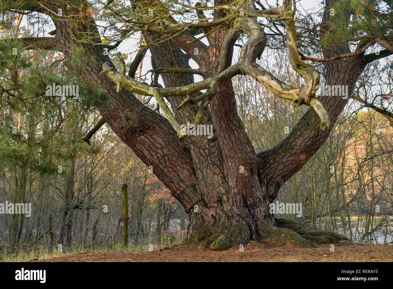Low axes hi-res stock photography and images - Alamy