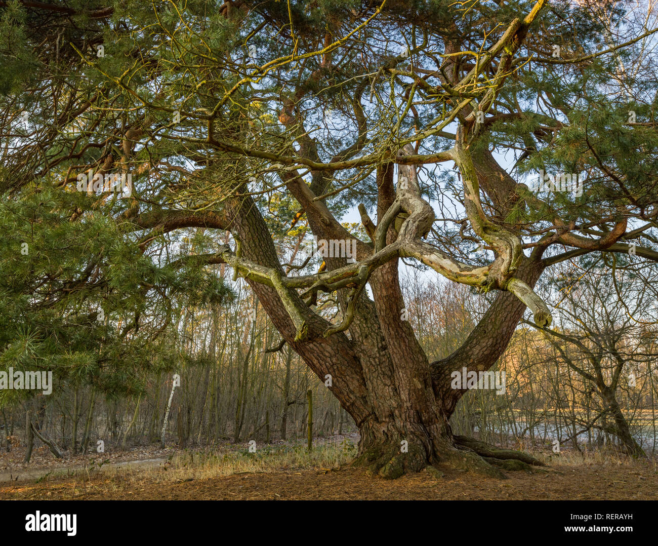 Edge four branches hi-res stock photography and images - Alamy