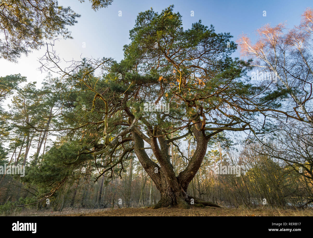 Tree Small Twisted Branches High Resolution Stock Photography and ...