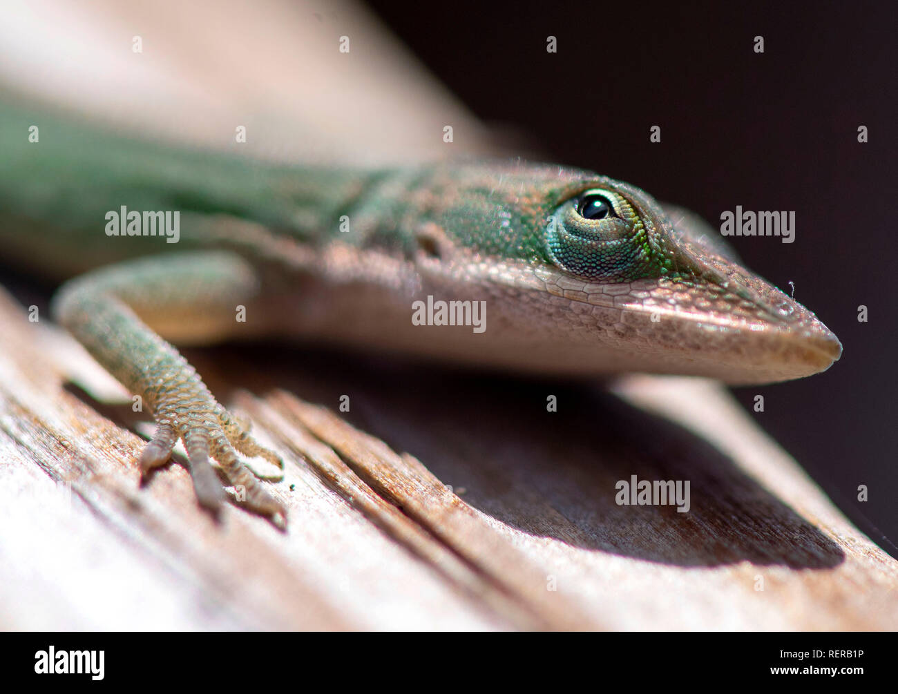 Anoles fighting hi-res stock photography and images - Alamy