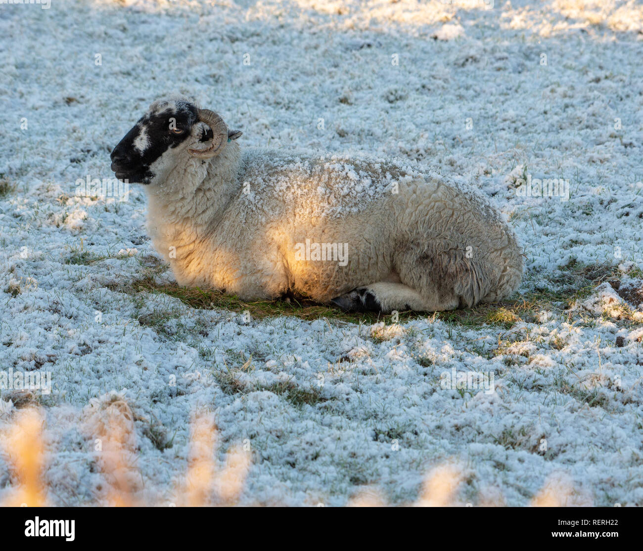 Clitheroe c c hi-res stock photography and images - Alamy