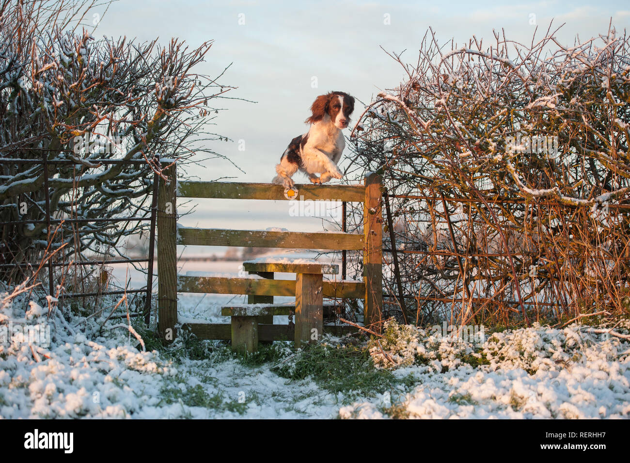 English springer spaniel on fence hi-res stock photography and images ...