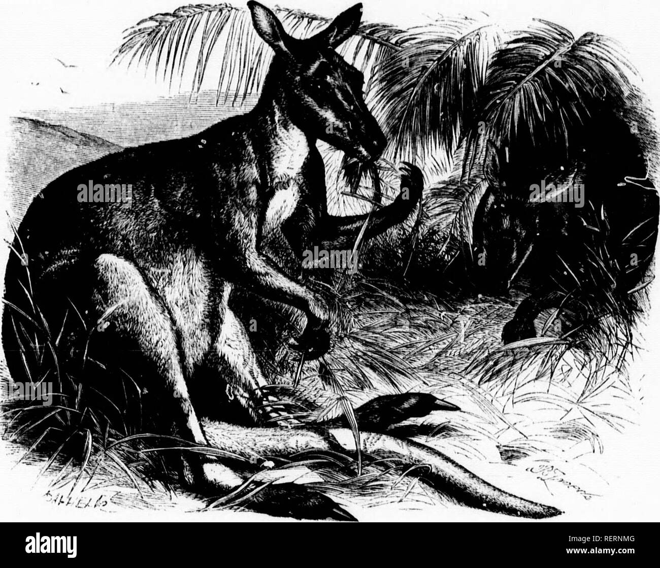 Poudi hi-res stock photography and images - Alamy