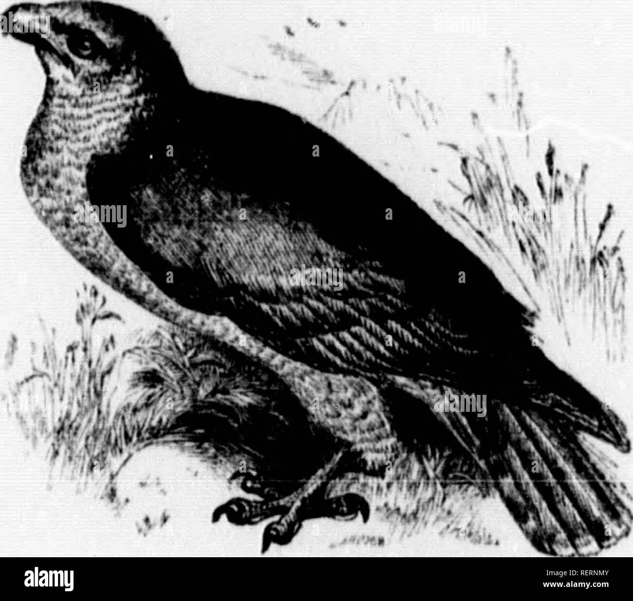 Honey buzzard nest Black and White Stock Photos & Images - Alamy