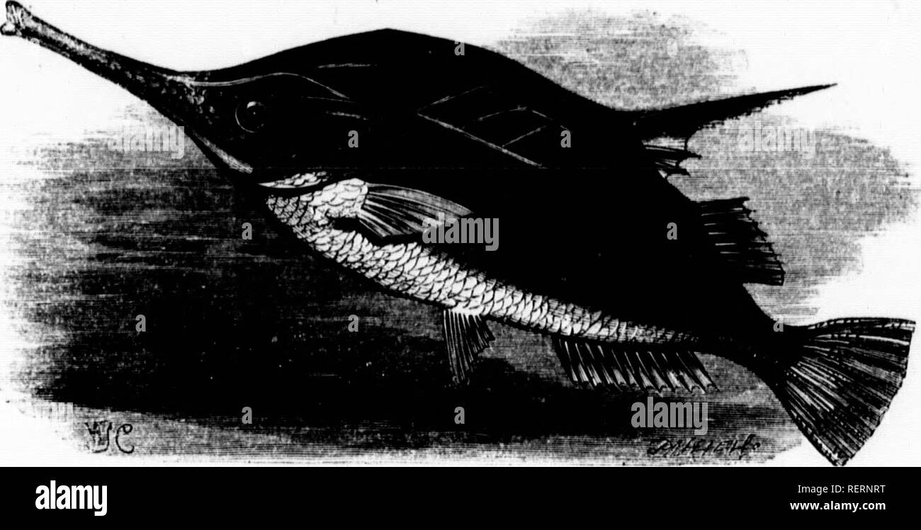 . The illustrated natural history [microform]. Reptiles; Fishes ...