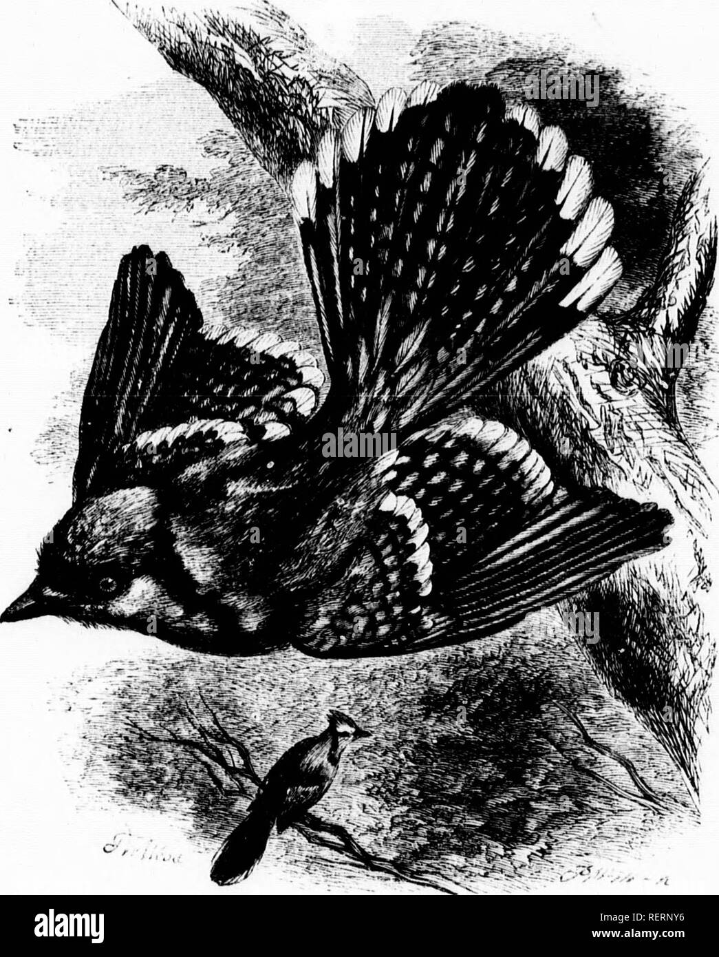 Uluk hi-res stock photography and images - Alamy