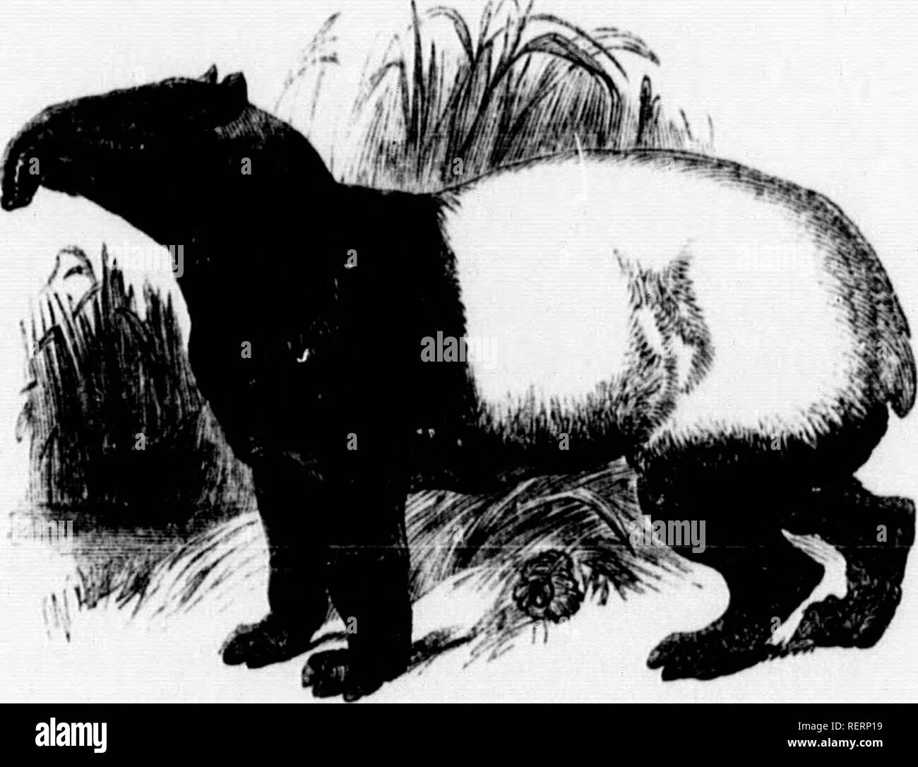 . The illustrated natural history [microform]. Natural history ...