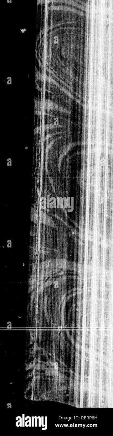 Shark with little fishes hi-res stock photography and images - Alamy