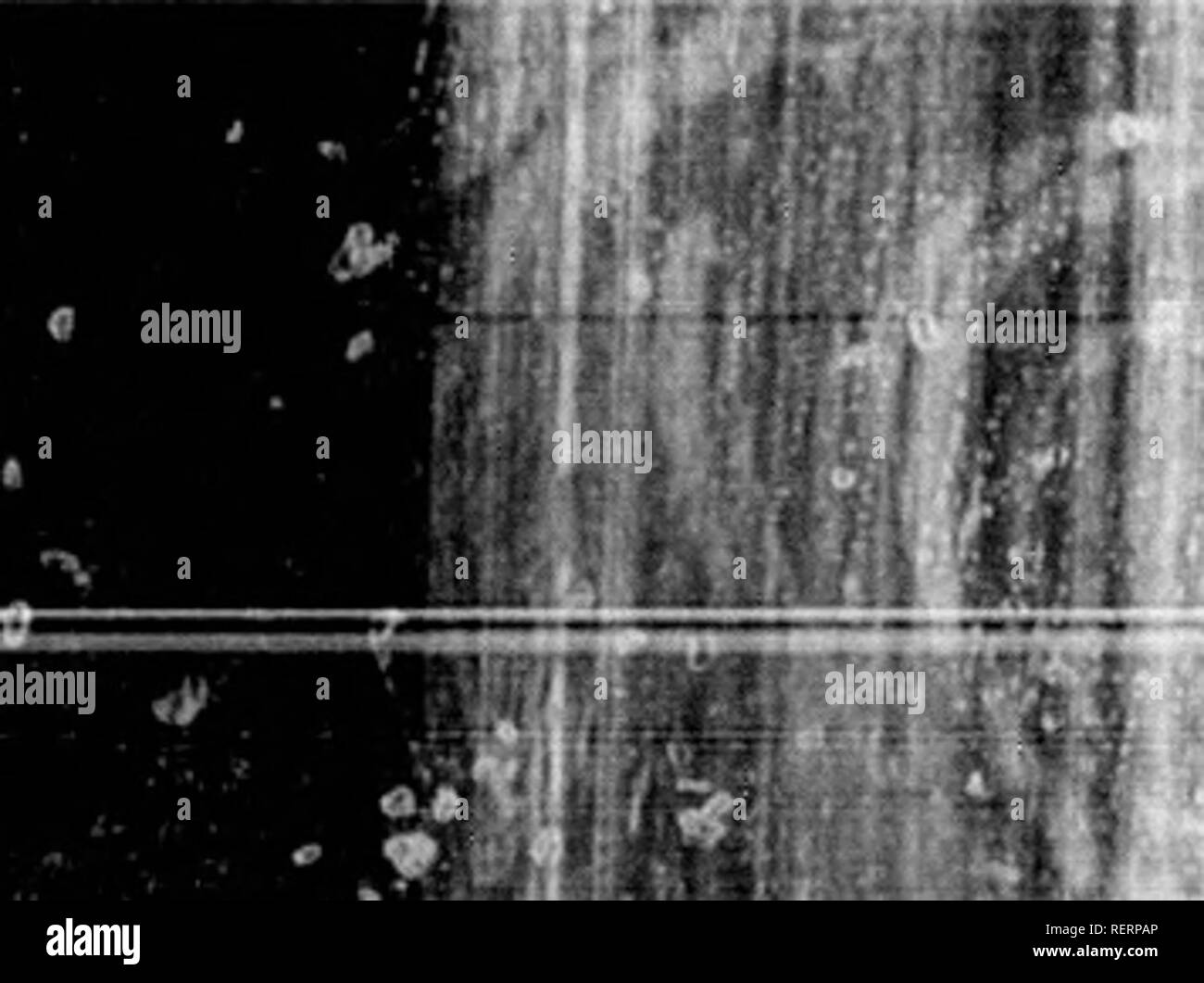 Sheath shape Black and White Stock Photos & Images - Alamy