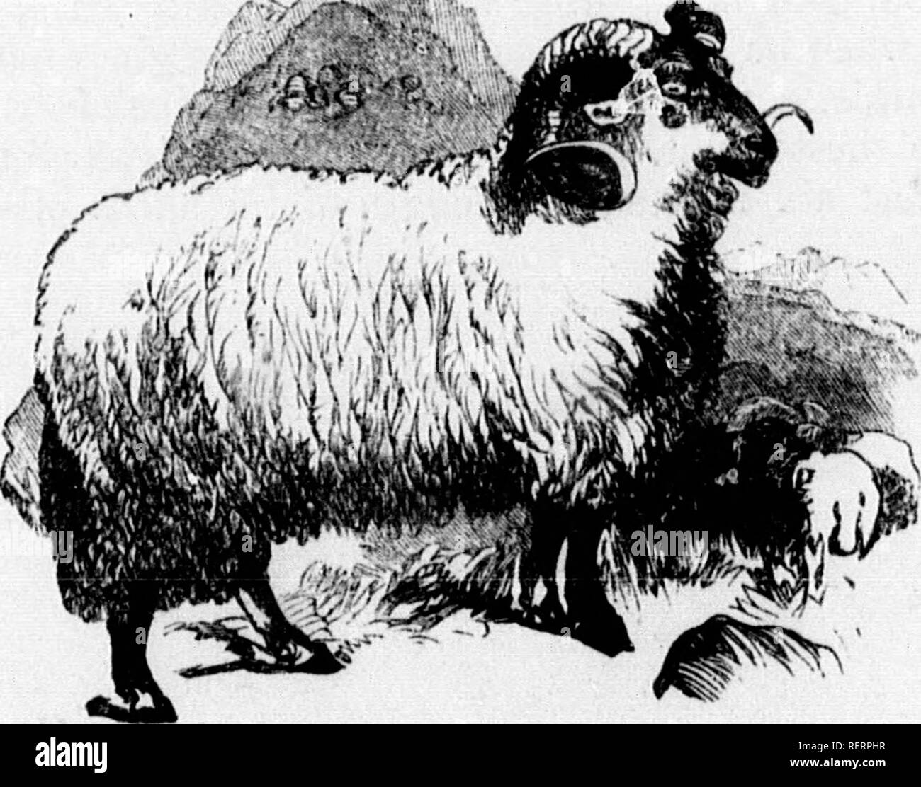 Wallachian sheep hi-res stock photography and images - Alamy