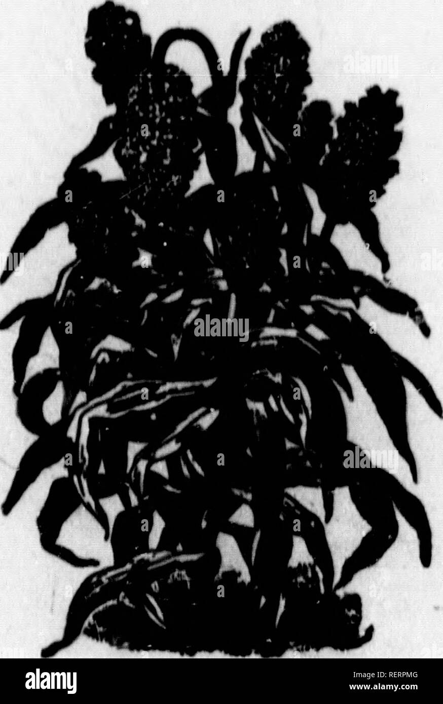 Bulky roots hi-res stock photography and images - Alamy