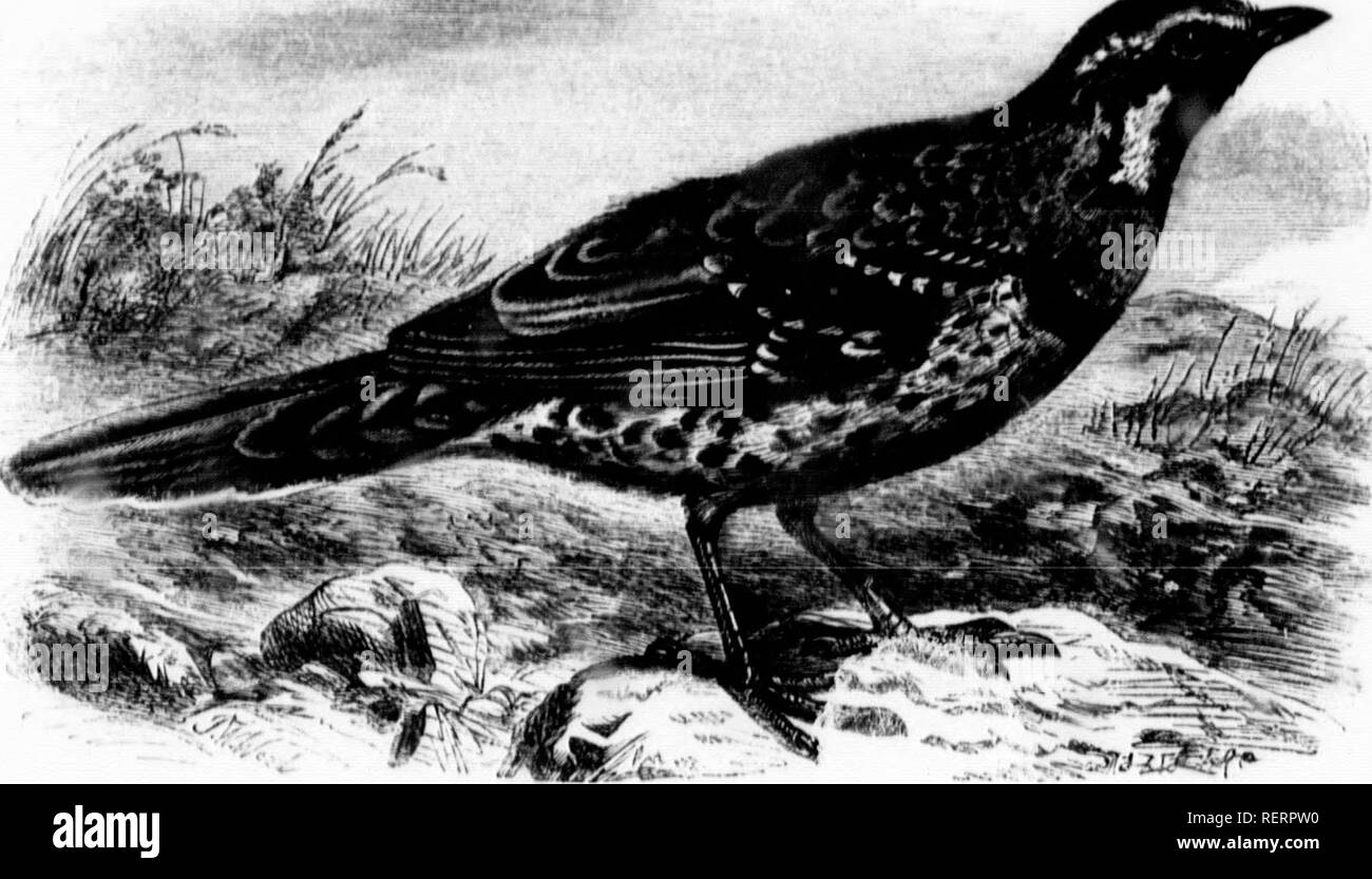 Natural history of english insects Black and White Stock Photos ...