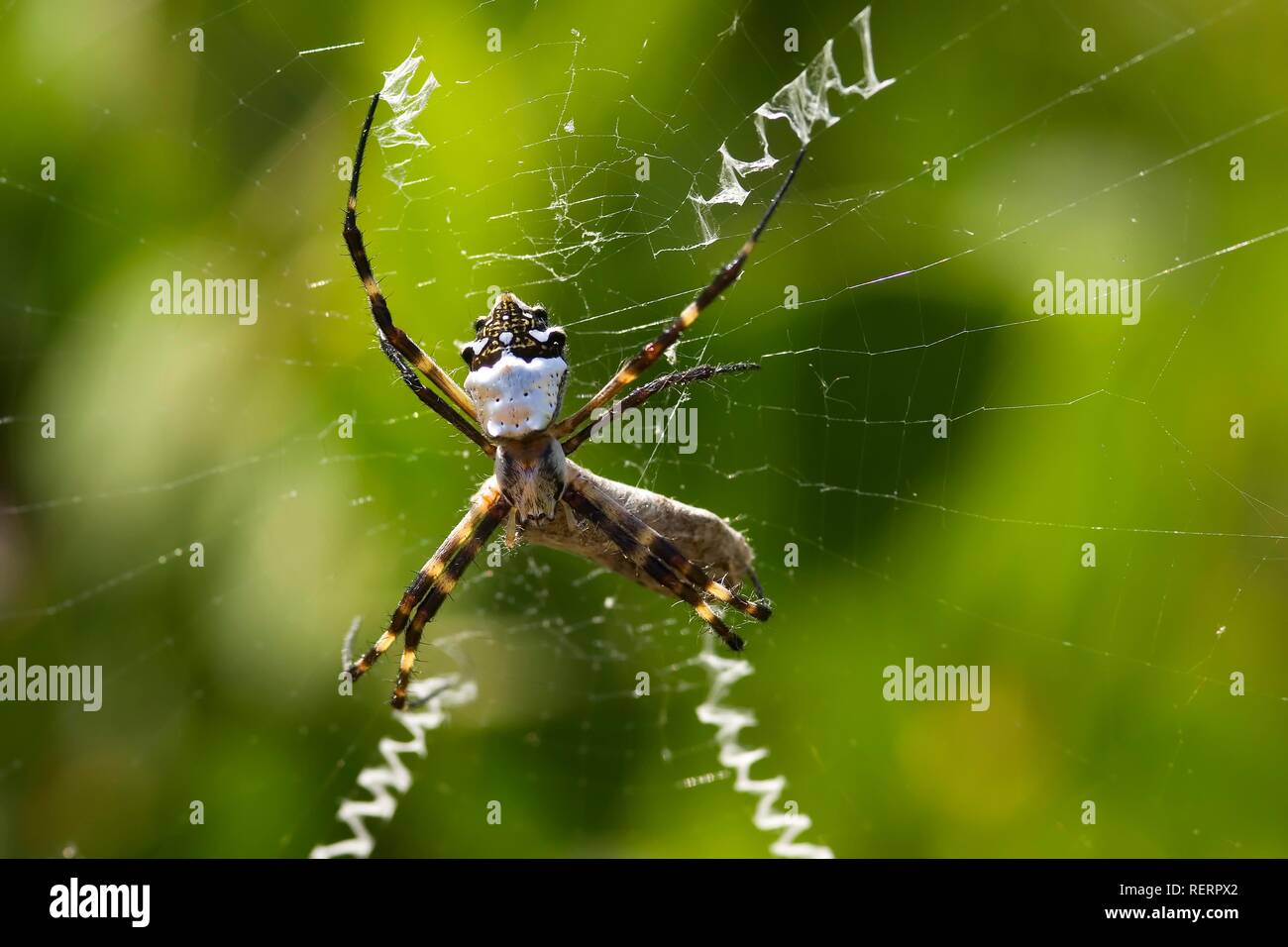 Spider with zig zag web hi-res stock photography and images - Alamy