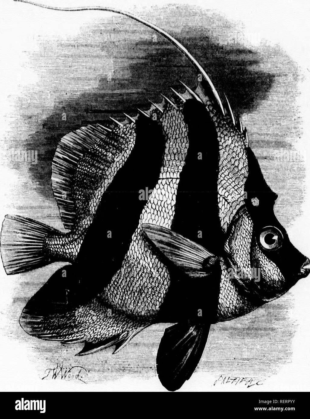 Conical projection Black and White Stock Photos & Images - Alamy