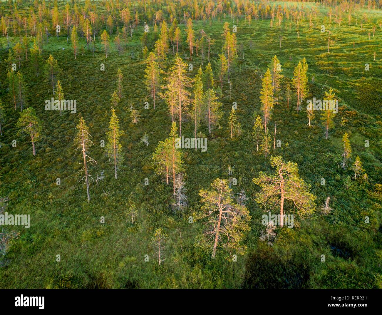 Drone view, aerial photo, boreal arctic forest with Pines (Pinus) in ...
